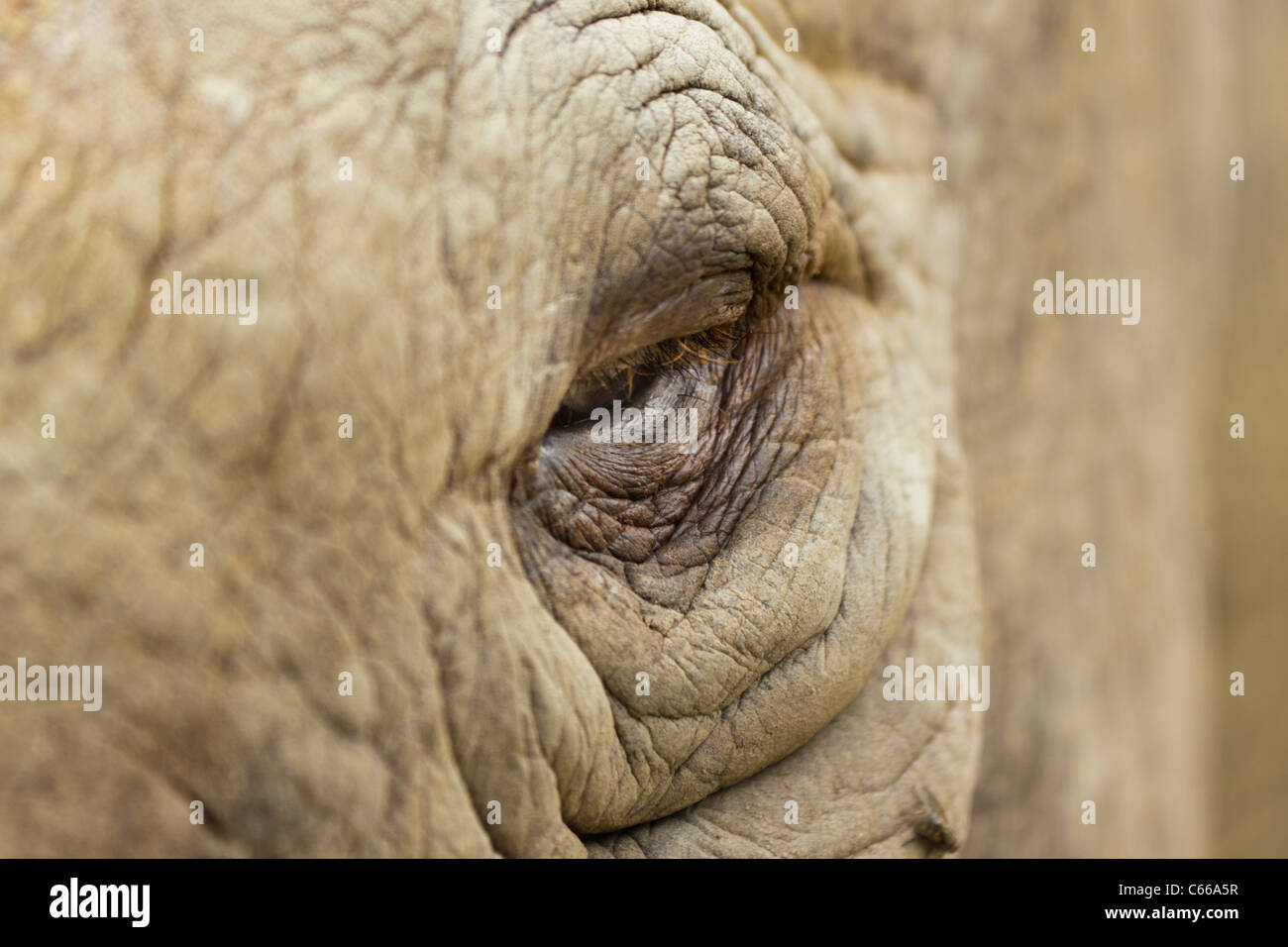 Close up of a Black Rhinos eye Stock Photo - Alamy