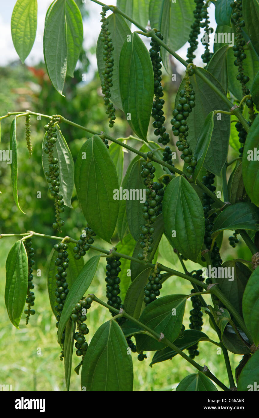 Sarawak pepper hi-res stock photography and images - Alamy