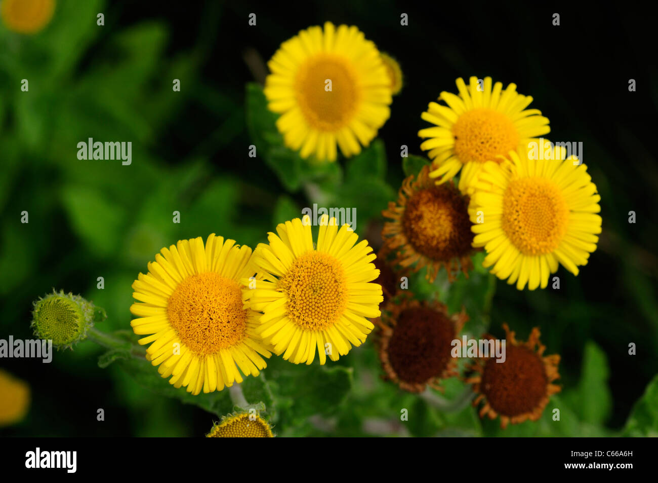 Common Fleabane Pulicaria dysenterica, Shepreth, Cambridgeshire ...