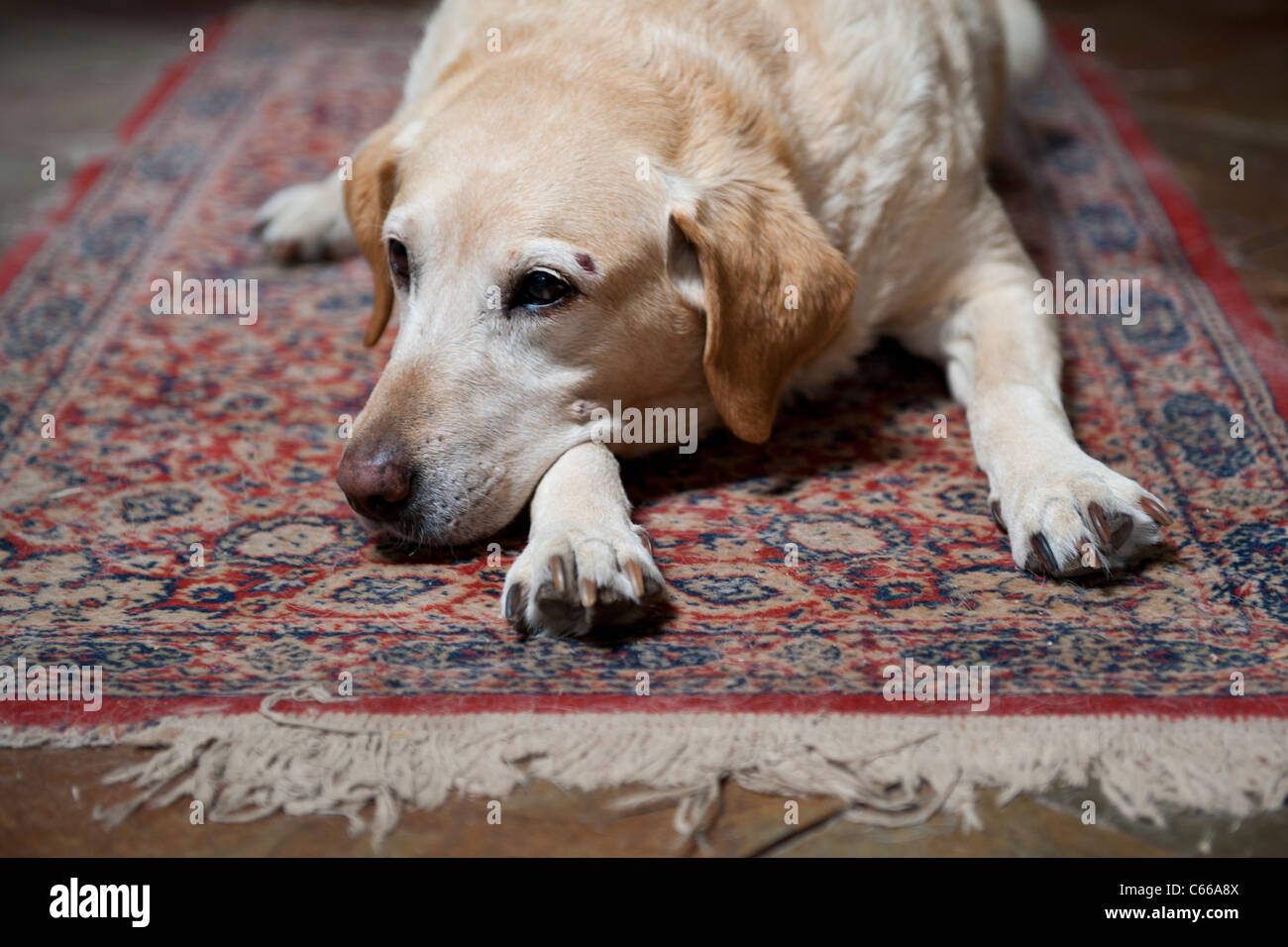Golden Labrador relaxing on rug Stock Photo - Alamy