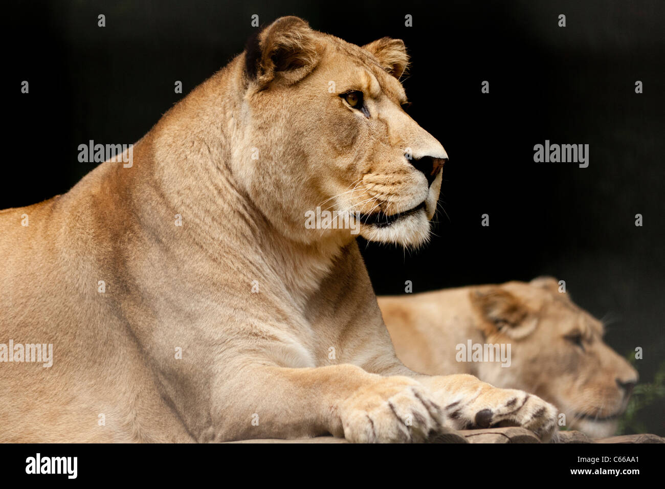 Female atlas hi-res stock photography and images - Alamy