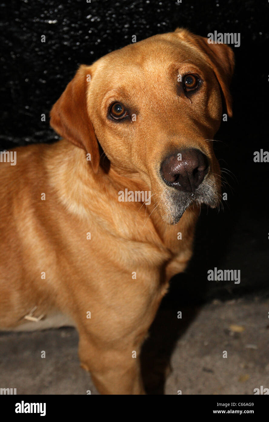 Bonzo dog hi-res stock photography and images - Alamy