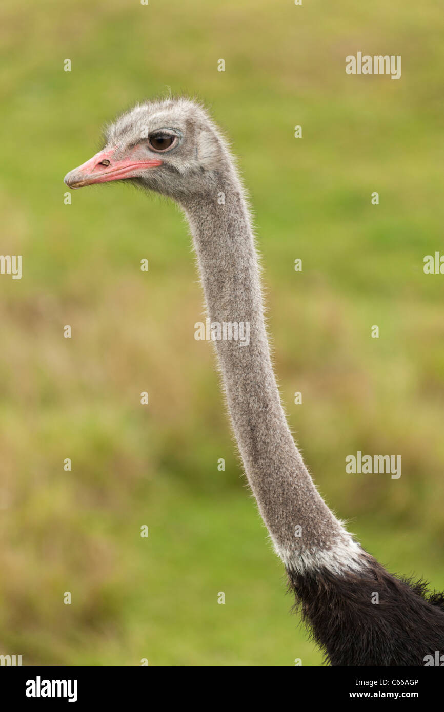 Ostrich portrait hi-res stock photography and images - Alamy
