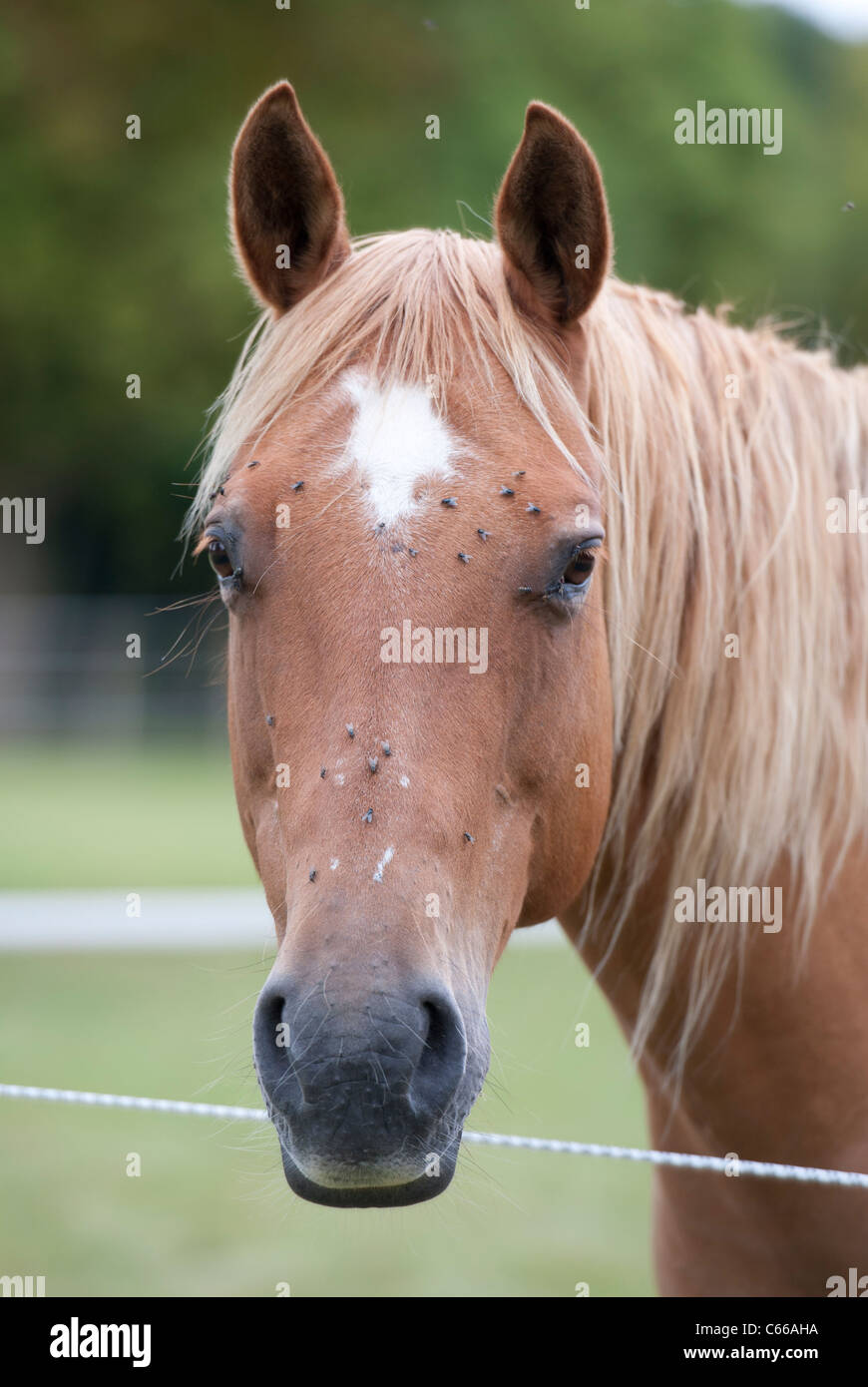 Horse flies hi-res stock photography and images - Alamy