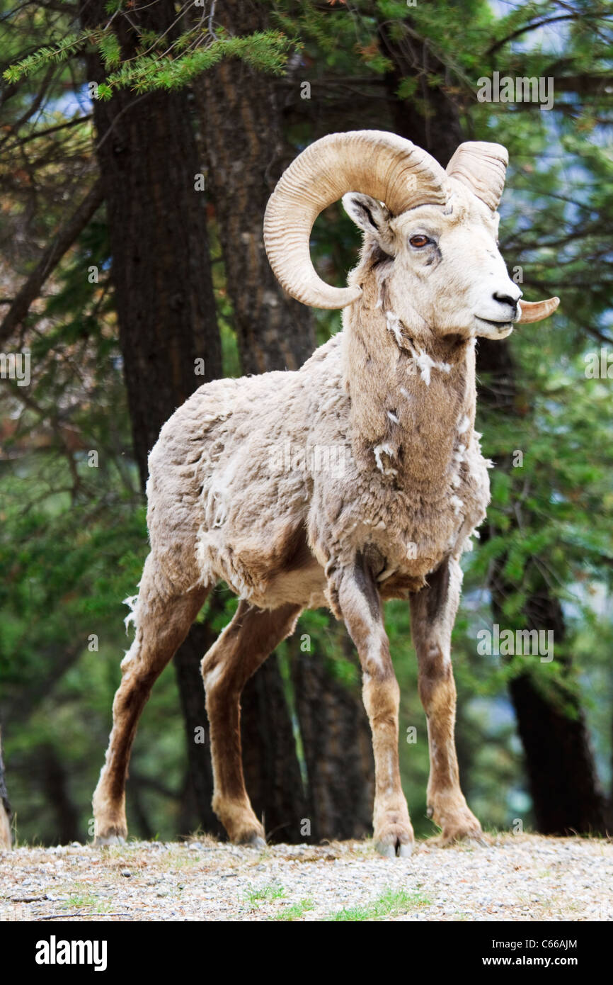 Canadian mountain sheep hi-res stock photography and images - Alamy