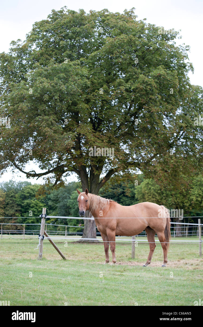 Brown horse in a paddock Stock Photo - Alamy