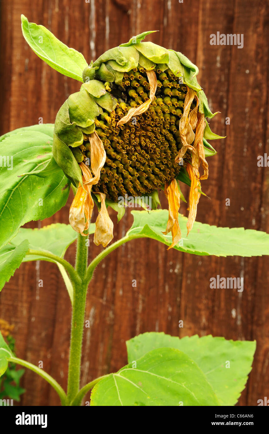 Dead sunflower hi-res stock photography and images - Alamy