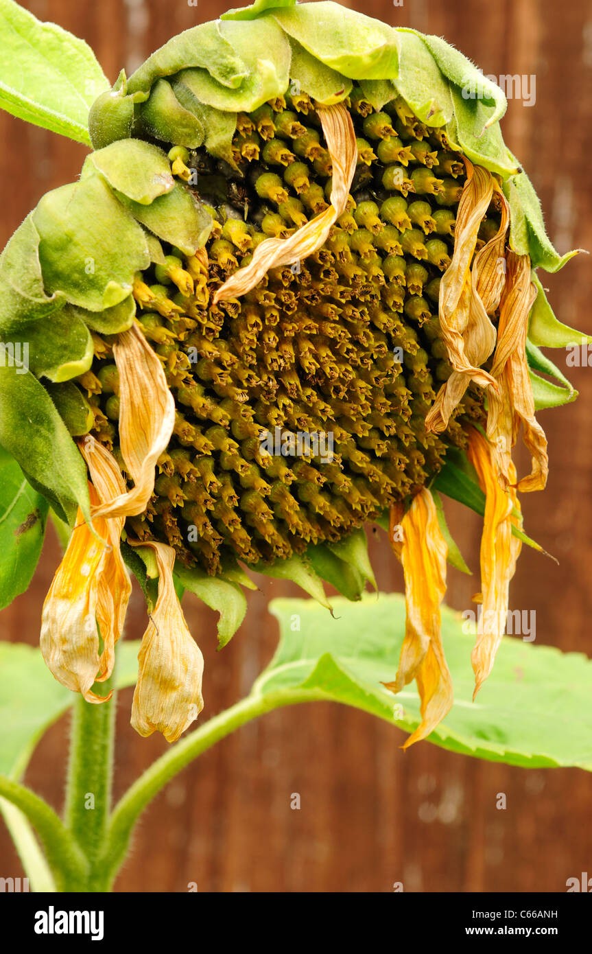 Sunflower .Dead Seed Head Stock Photo - Alamy