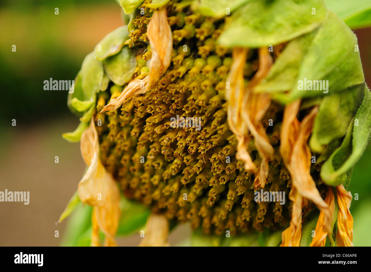 Sunflower .Dead Seed Head Stock Photo - Alamy
