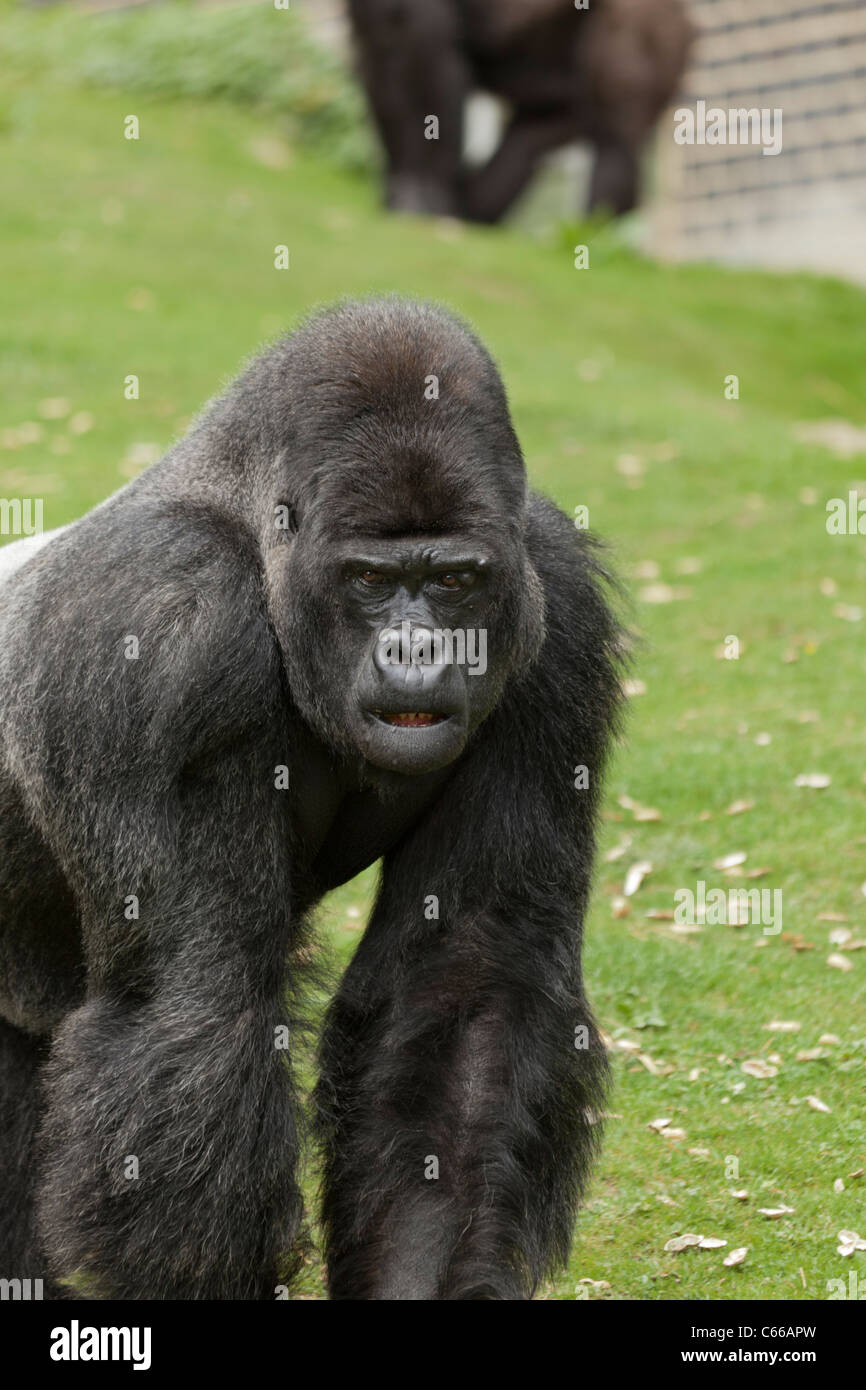 Adult Male Silverback Western Lowland Gorilla Stock Photo - Alamy