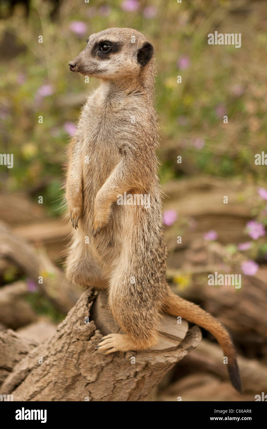 Meerkat Standing Guard Stock Photo - Alamy