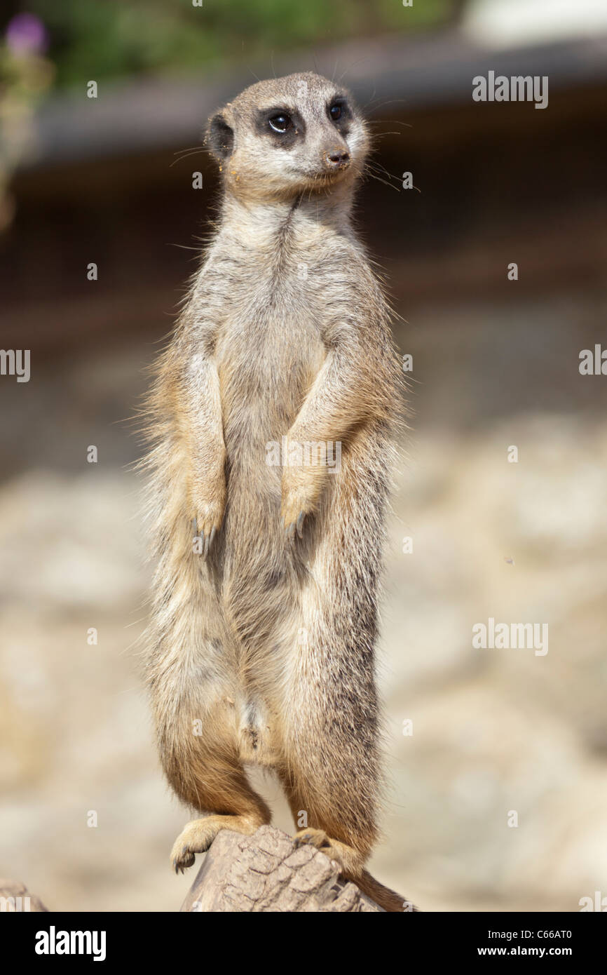 Meerkat standing guard hi-res stock photography and images - Alamy