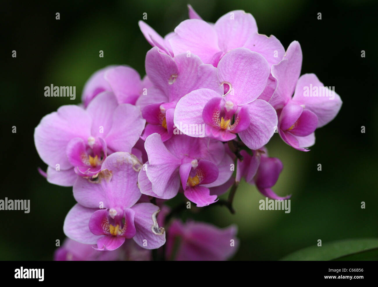 Rare orchid flowers hi-res stock photography and images - Alamy