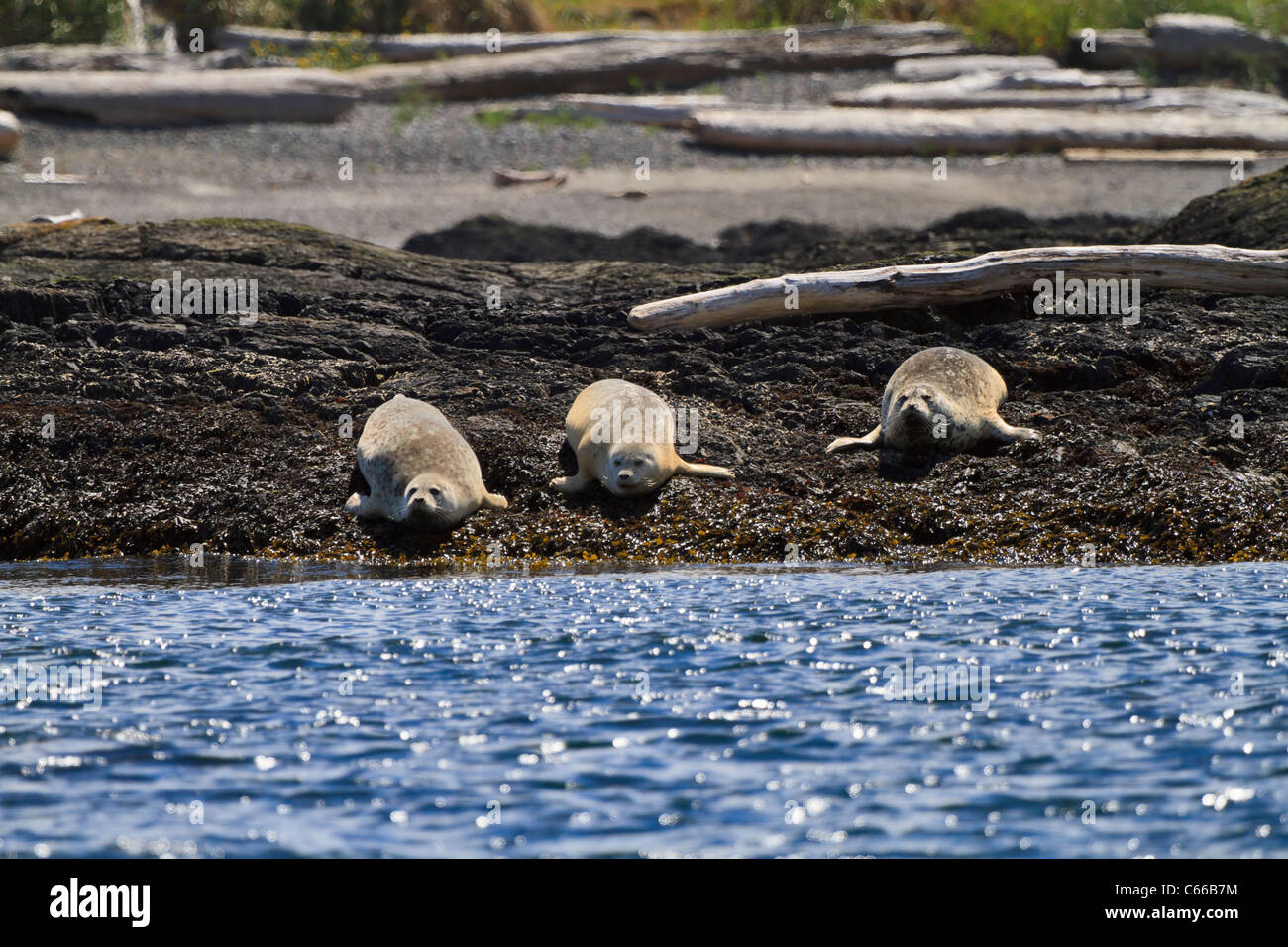 Seal haulout hi-res stock photography and images - Alamy