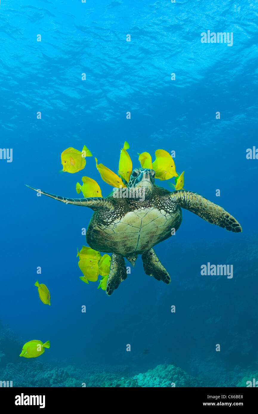 Green sea turtle hi-res stock photography and images - Alamy