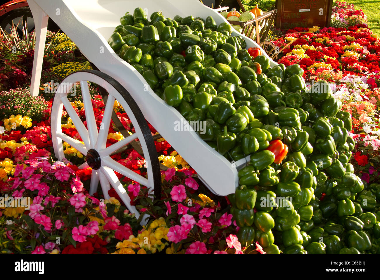 Tilted white Wheelbarrow full of fruit & vegetables; Spilt Peppers ...