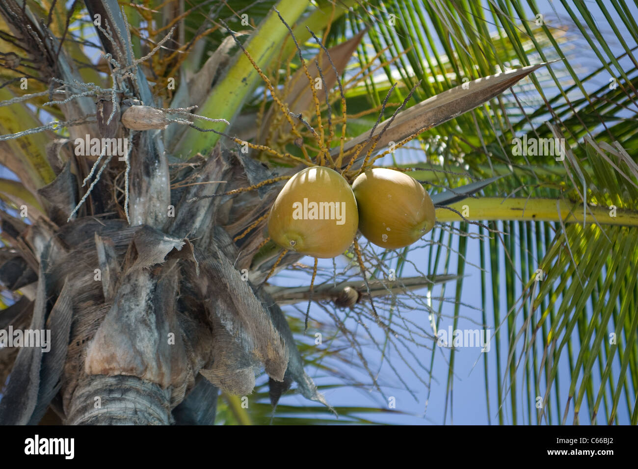 Coconuts on a tree blue sky background Stock Photo - Alamy
