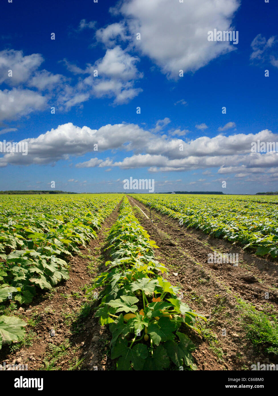 Large Squash field under bright sun Stock Photo - Alamy