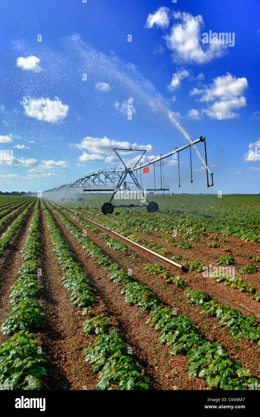 Large squash field and machanical irrigation system Stock Photo - Alamy