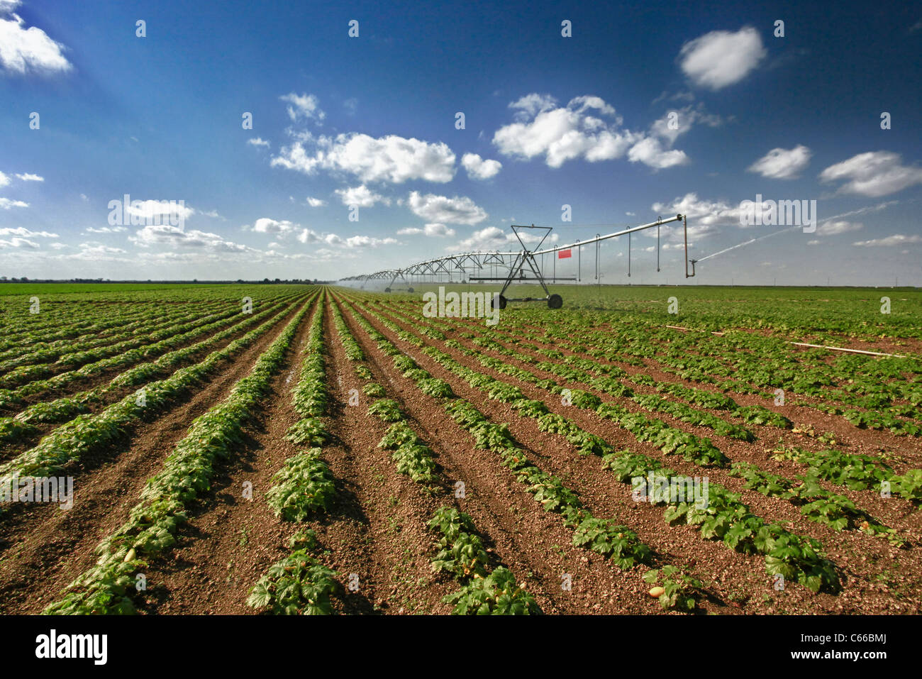 Large squash field and machanical irrigation system Stock Photo - Alamy