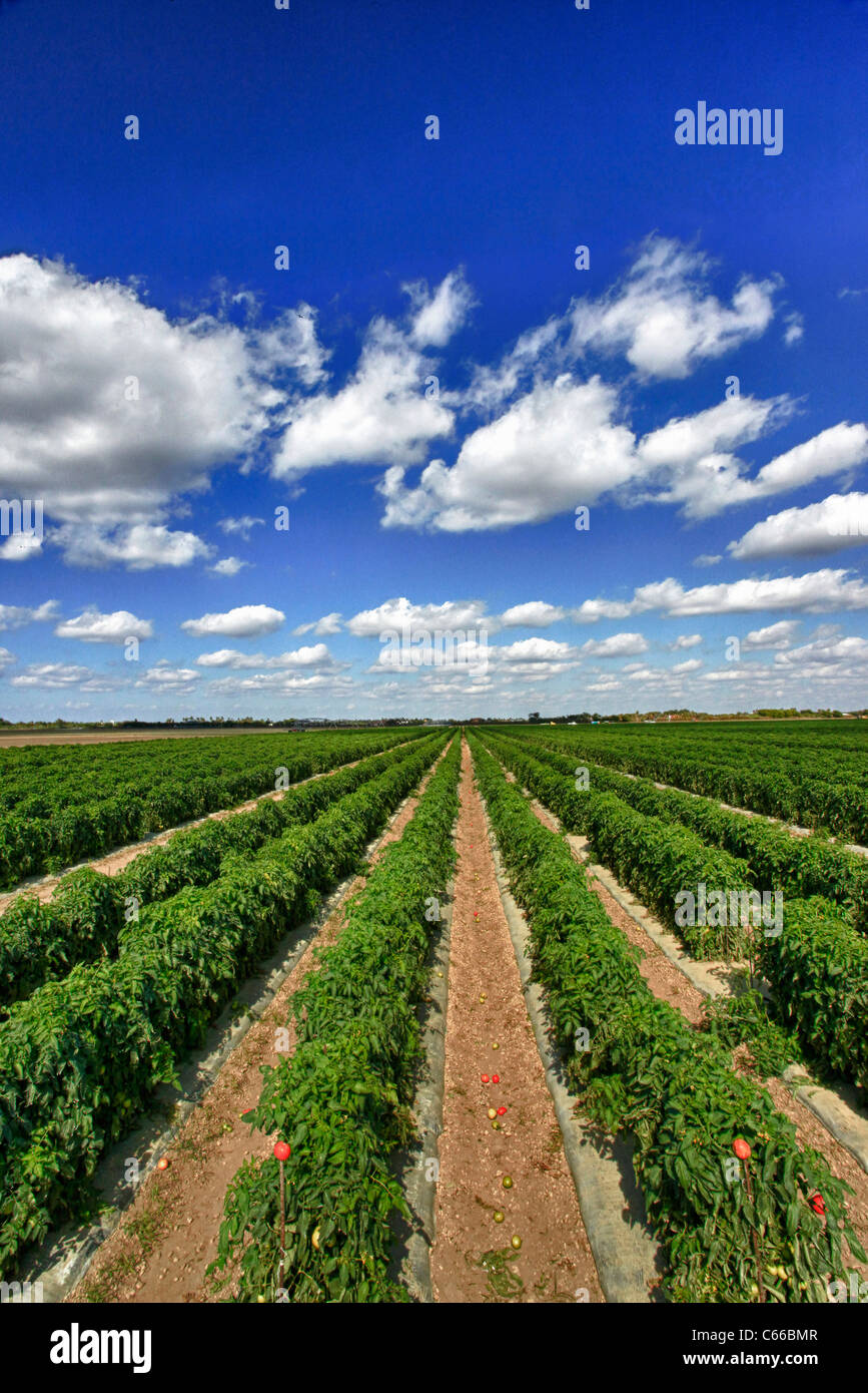 Rows of tomato plants nearing harvest Stock Photo - Alamy