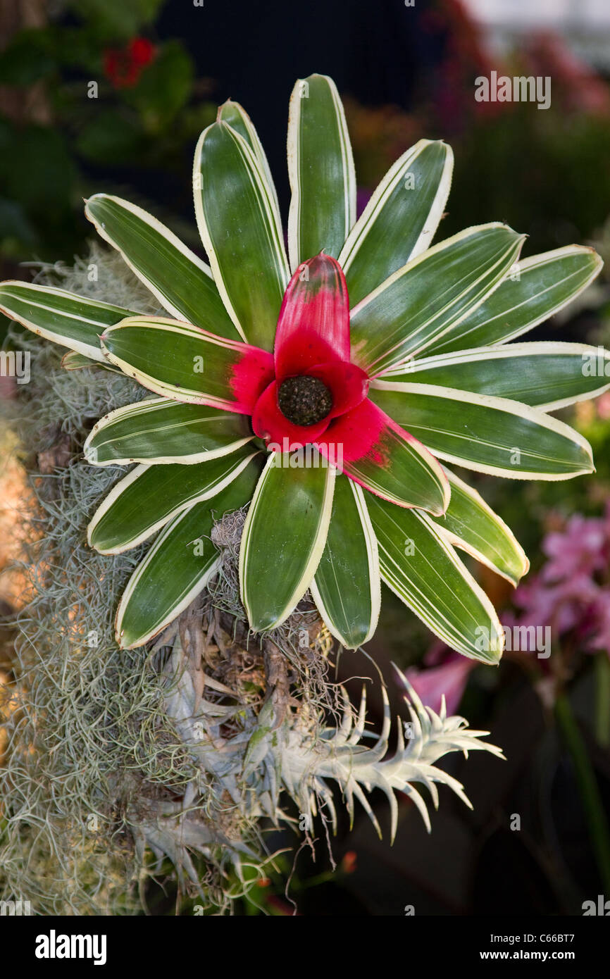 Coleus flower arrangements hi-res stock photography and images - Alamy
