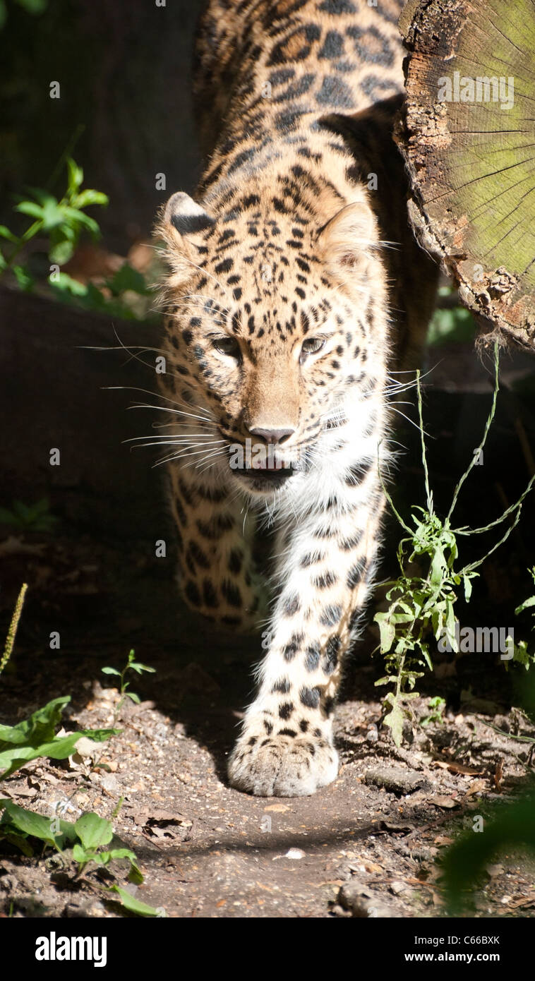 Amur leopard walking camera hi-res stock photography and images - Alamy