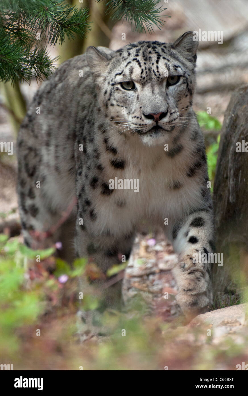 Male snow leopard walking in undergrowth Stock Photo - Alamy