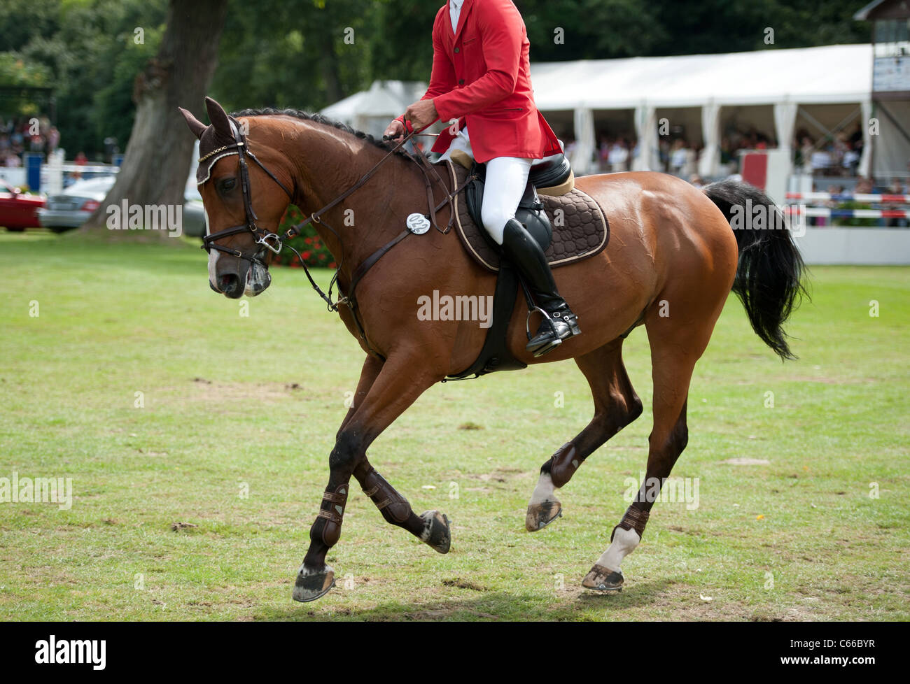 Equestrian horse with rider Stock Photo - Alamy