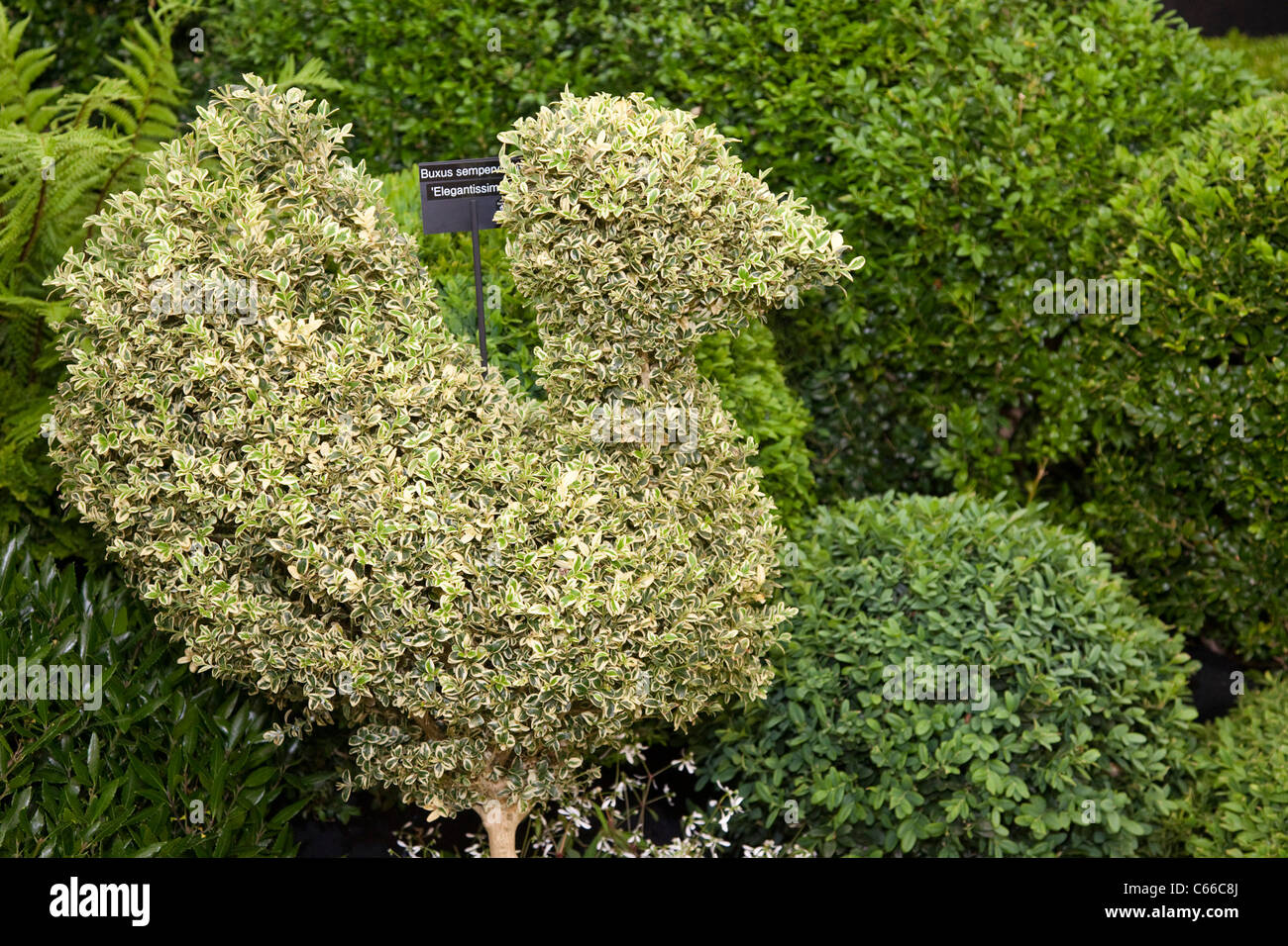 Topiary uk bird hi-res stock photography and images - Alamy