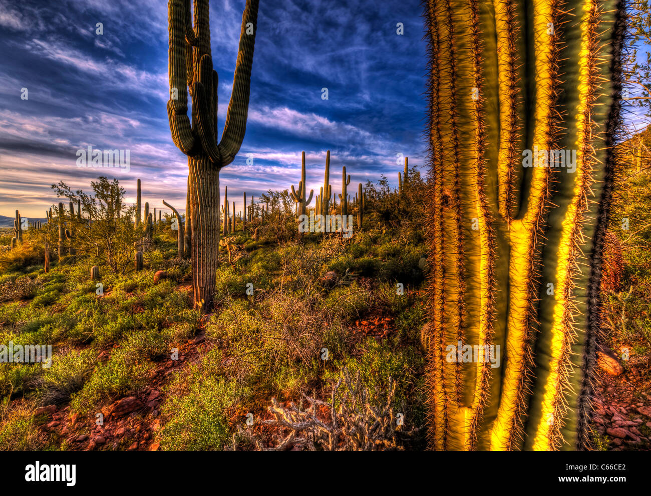 The saguaro (Carnegiea gigantea), pronounced /səˈwɑroʊ/, is a large ...