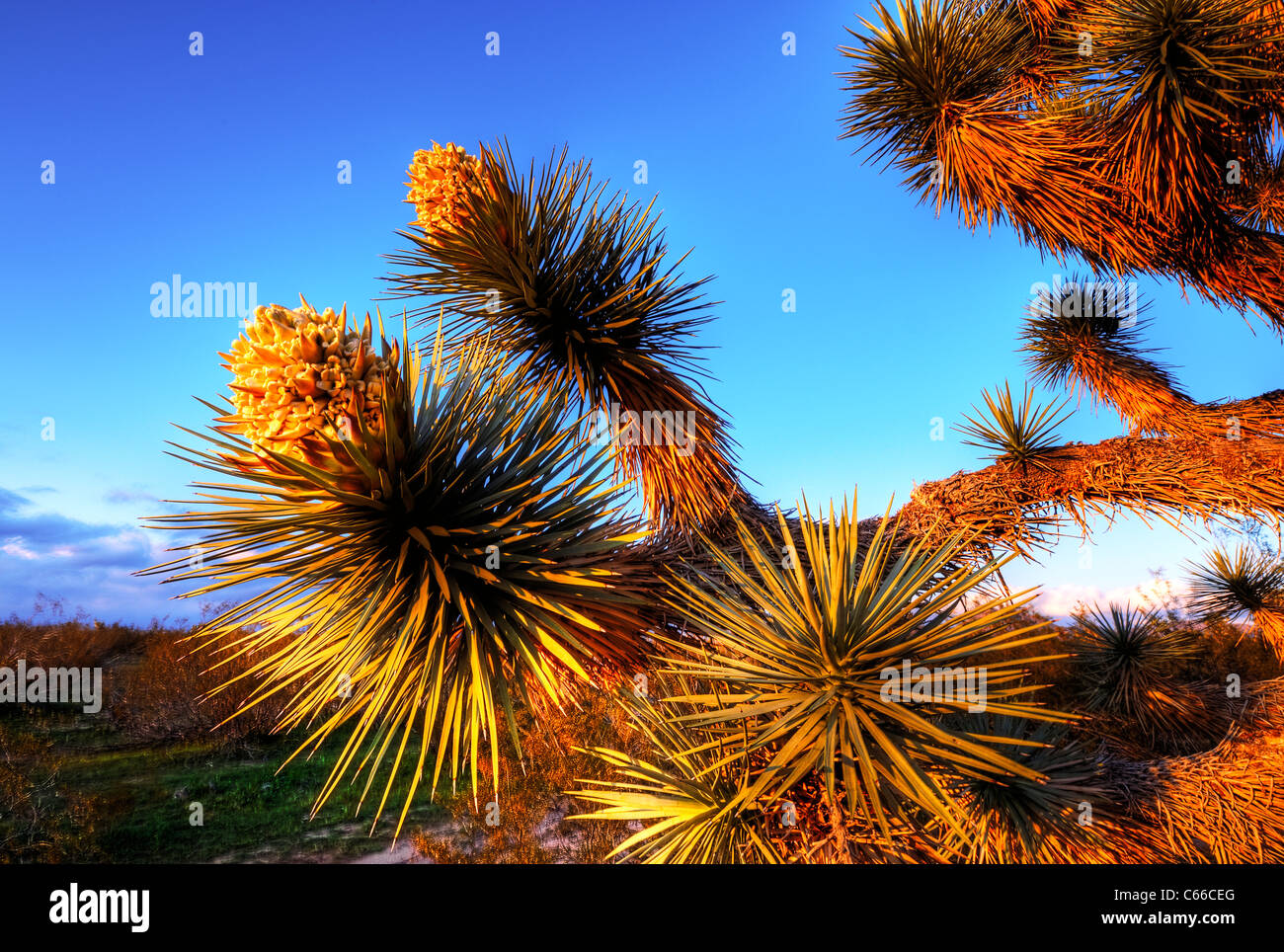 The Joshua Tree, the largest of the yuccas, grows only in the Mojave ...