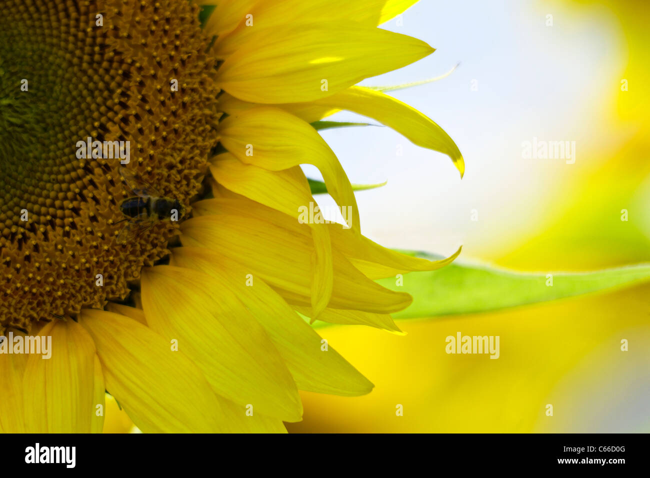 Closeup on sunflower head with bee in shallow depth of focus capturing ...