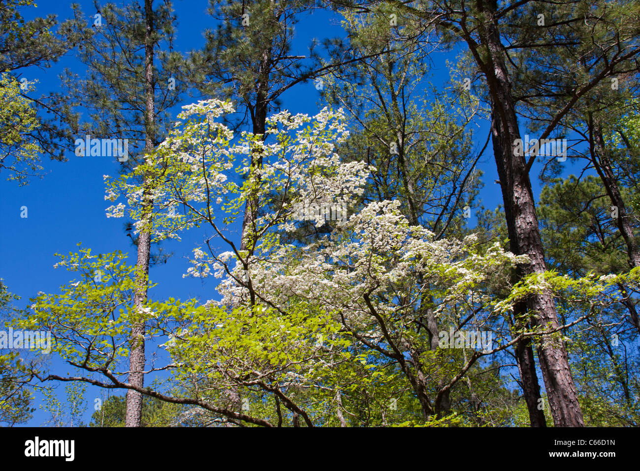 White dogwood trees hi-res stock photography and images - Alamy