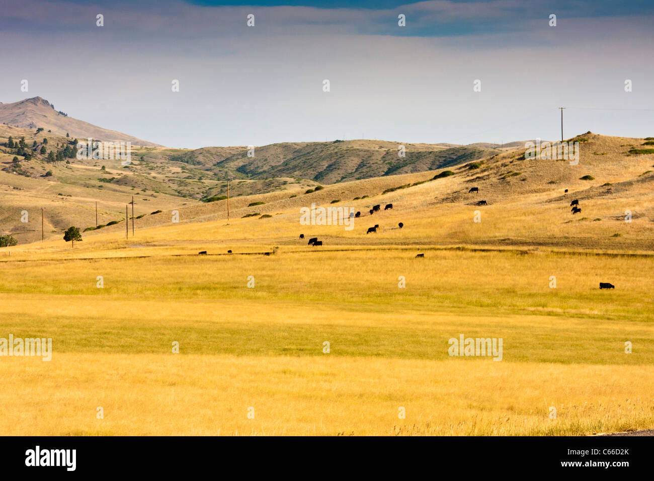 Large scale grain farming and cattle ranching on the almost treeless ...
