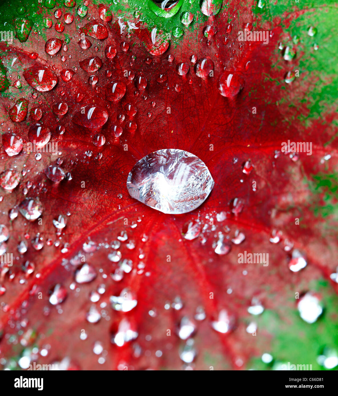 Tropical plant background hi-res stock photography and images - Alamy