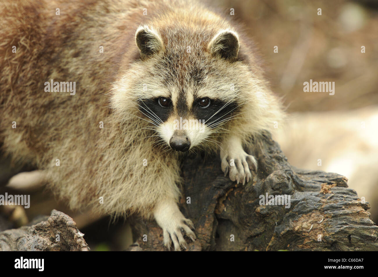 Portrait of a raccoon Stock Photo - Alamy