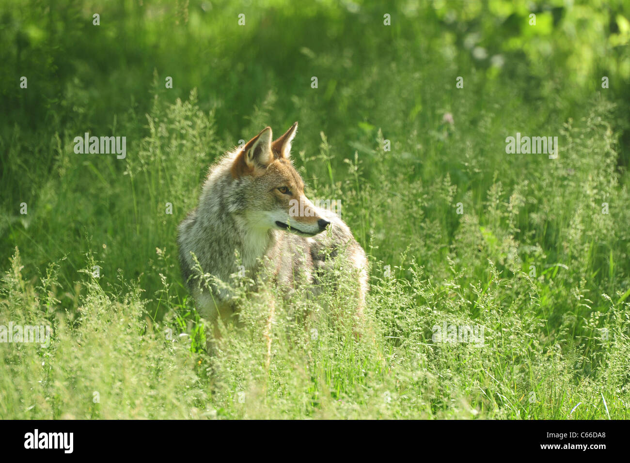 Profile Of A Coyote Stock Photo - Alamy