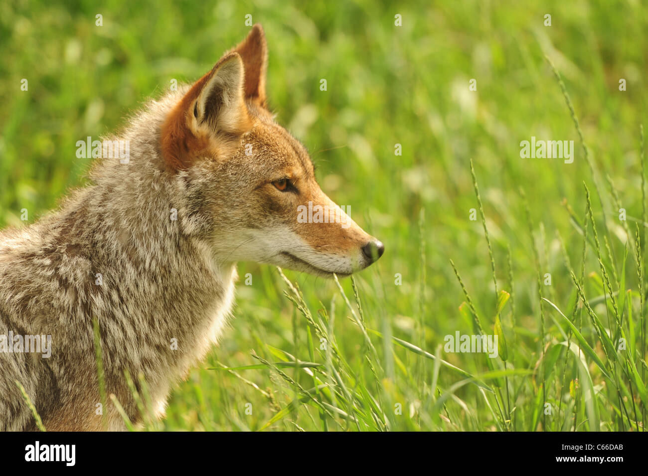 Mammal profile hi-res stock photography and images - Alamy