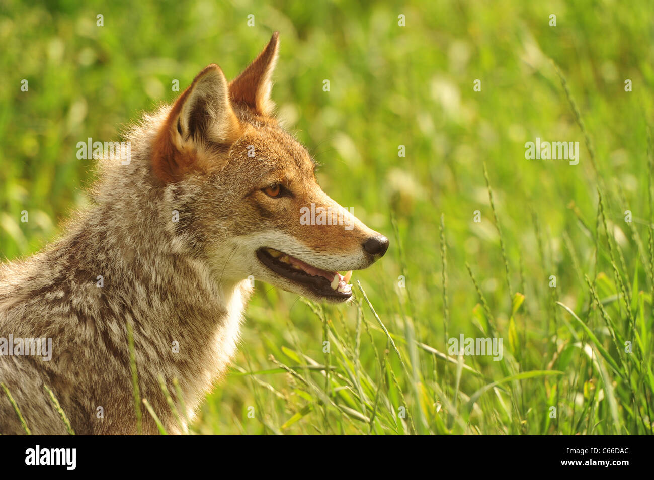 Profile Of A Coyote In The Grass Stock Photo - Alamy
