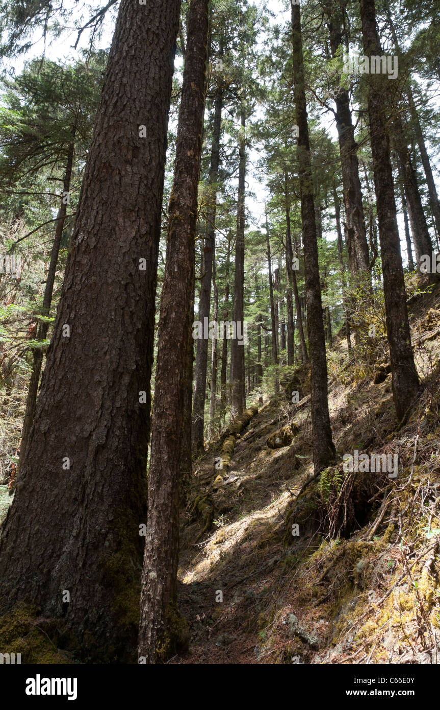 Himalaya forest hi-res stock photography and images - Alamy