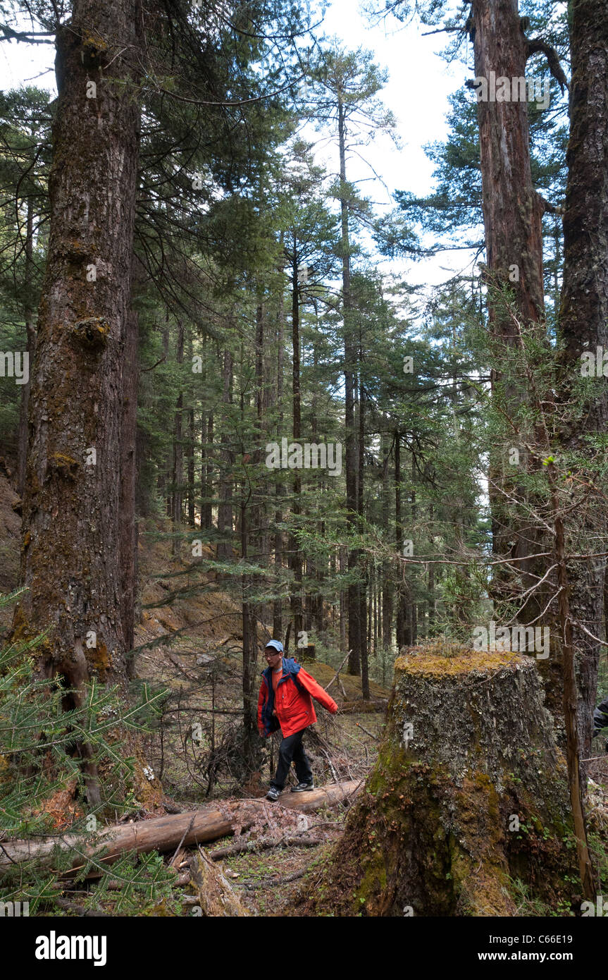 woochu natural forest. Woochu watershed. paro. Bhutan Stock Photo - Alamy