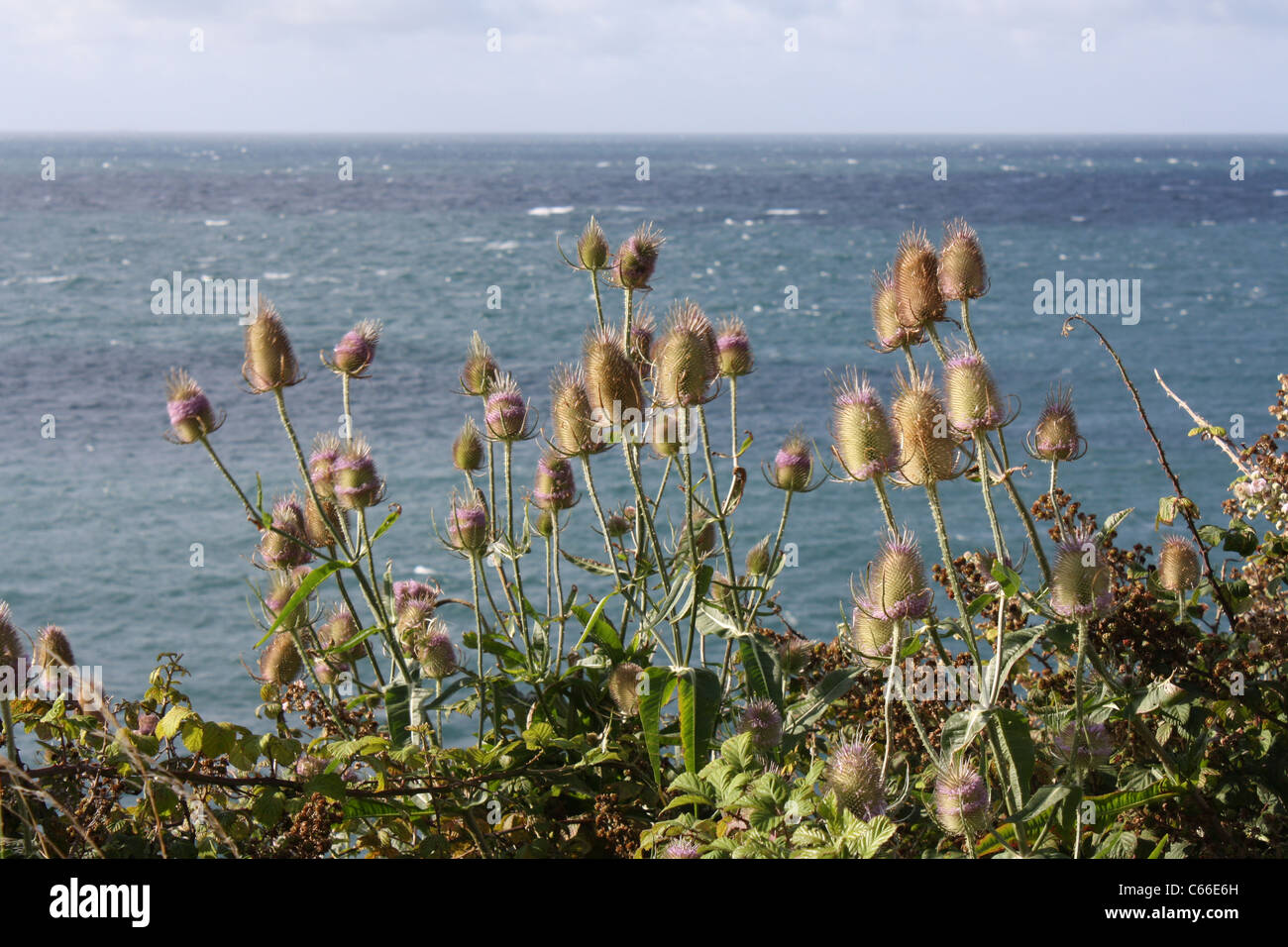 Teasels with sea background Stock Photo - Alamy