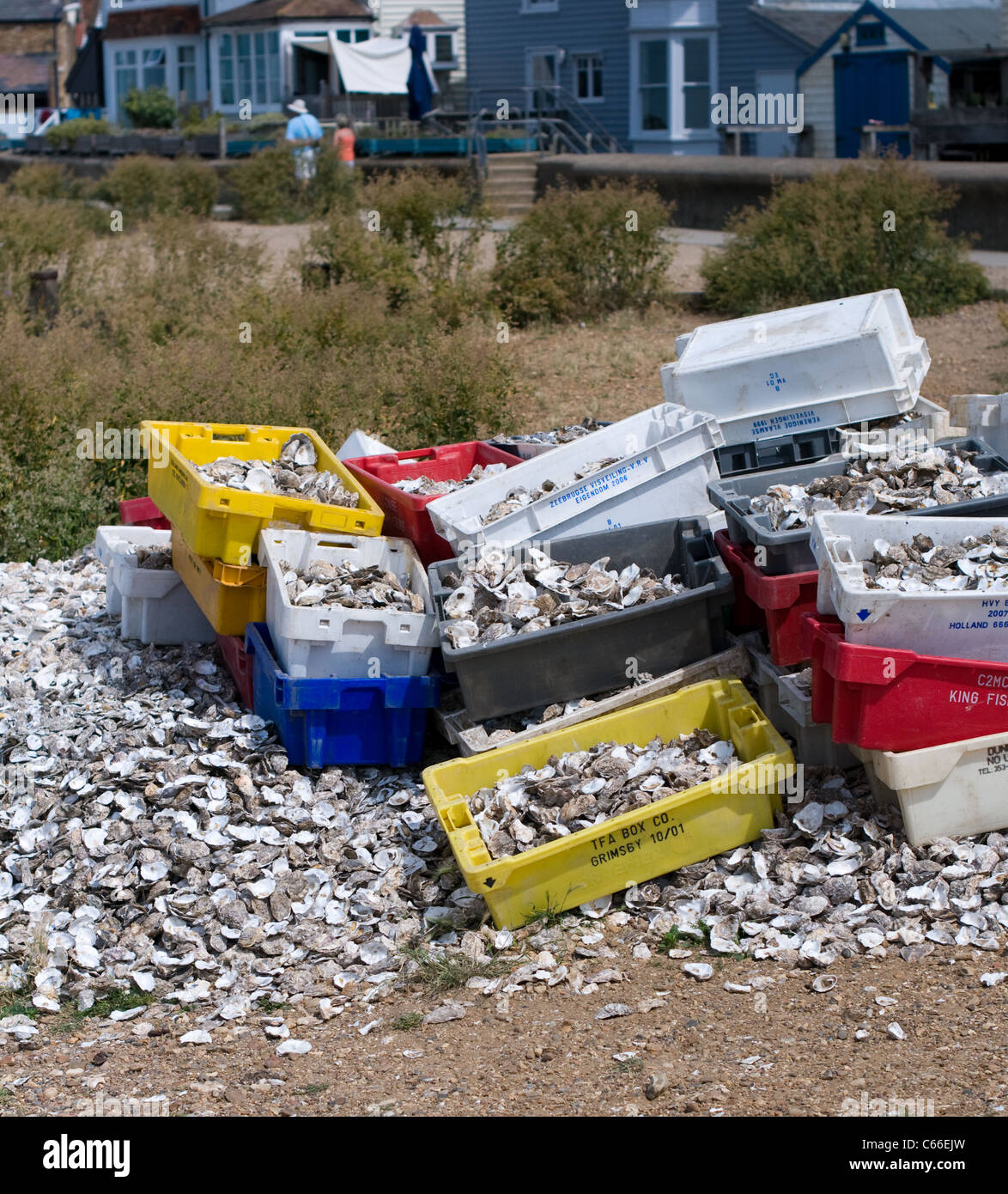 Oyster shell recycling on the coast of Whitstable in Kent Stock Photo ...