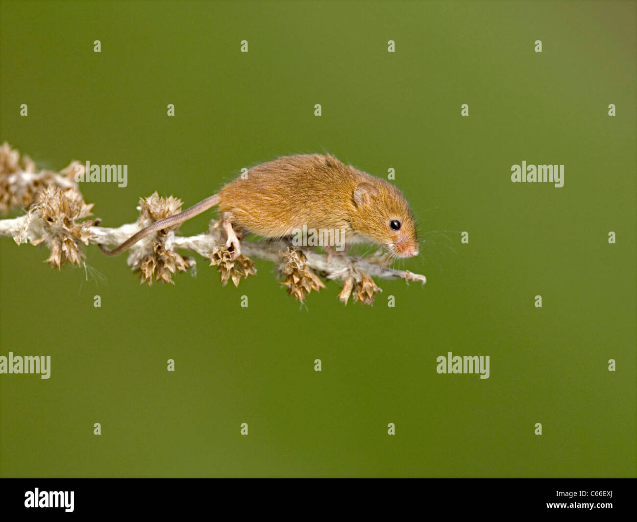 Eurasian harvest mouse Stock Photo - Alamy