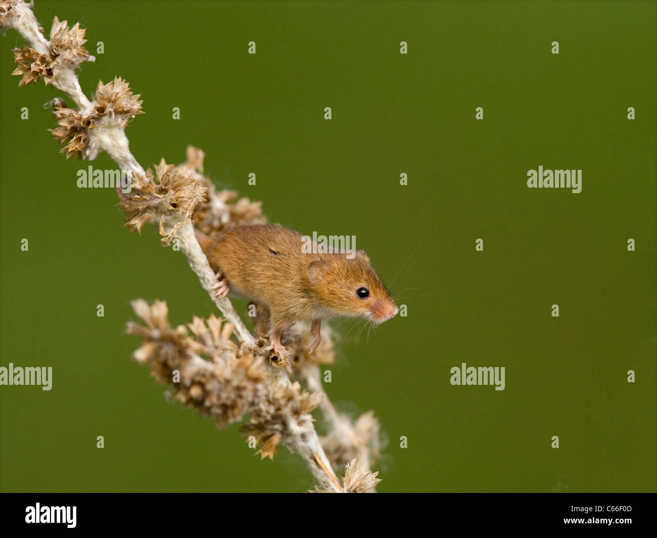 Eurasian harvest mouse Stock Photo - Alamy
