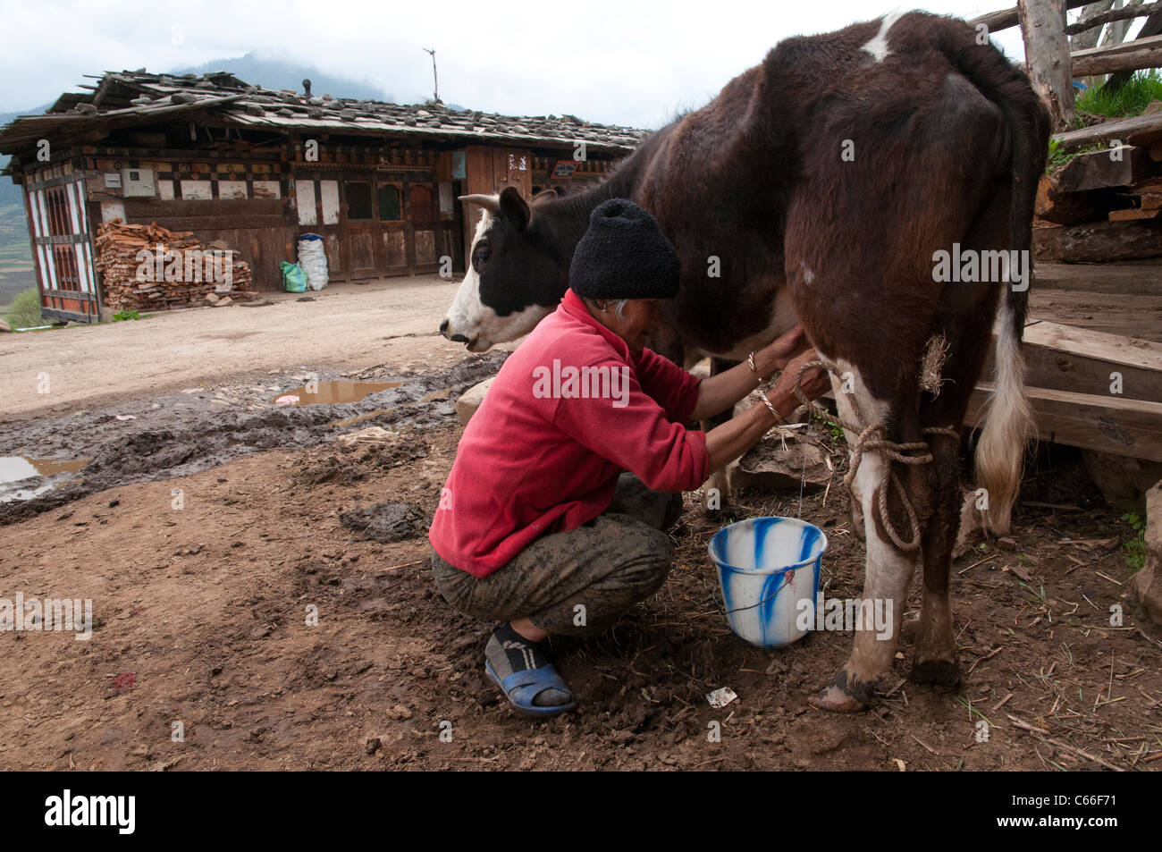 female farmer milking a cow in Phobjikha valley. Bhutan Stock Photo - Alamy