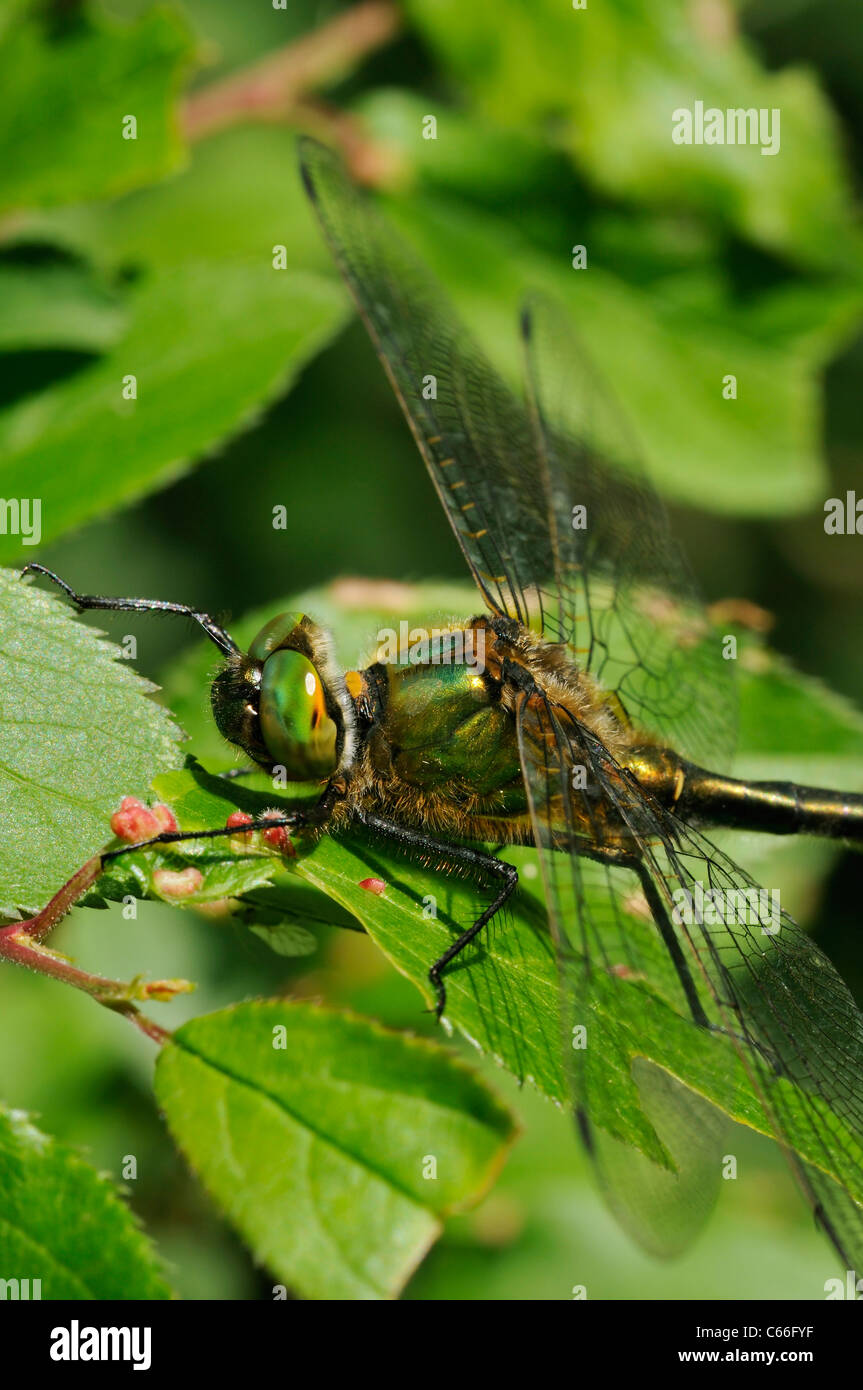 Downy Emerald Dragonfly - Cordulia aenea Male closeup among leaves ...