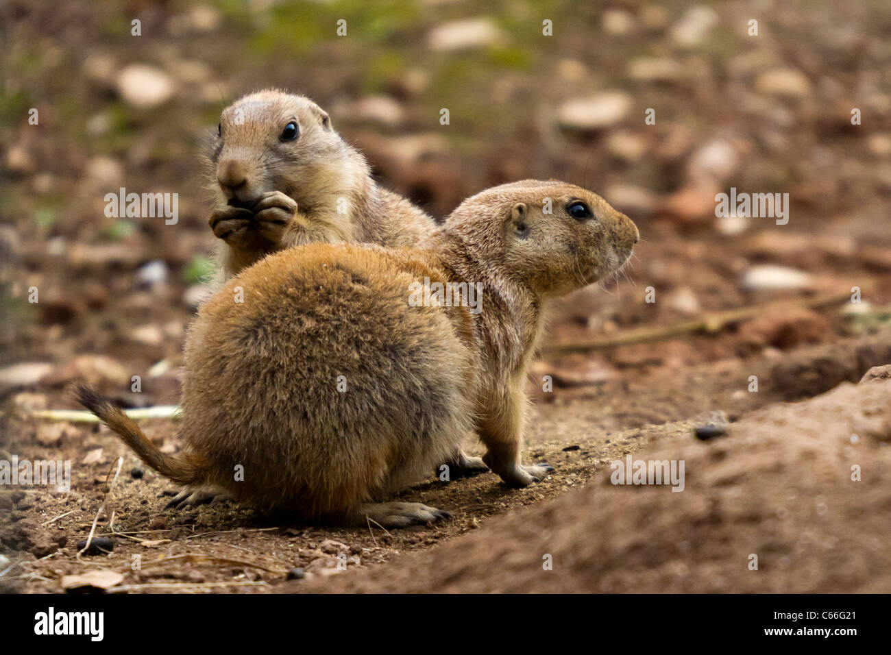 2 prairie dogs standing around Stock Photo - Alamy