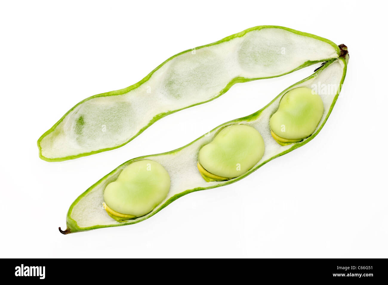 Close up of broad beans, isolated on white background Stock Photo - Alamy